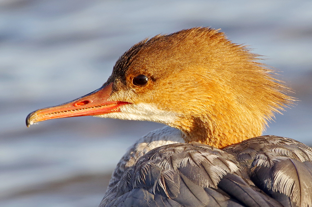 Common Merganser by Mike-P - Pentax User