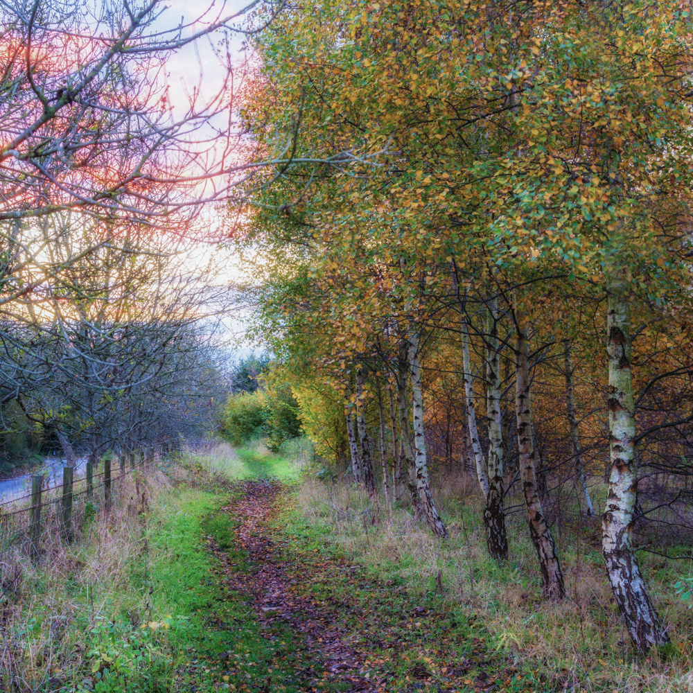 Forest edge at Sunrise.