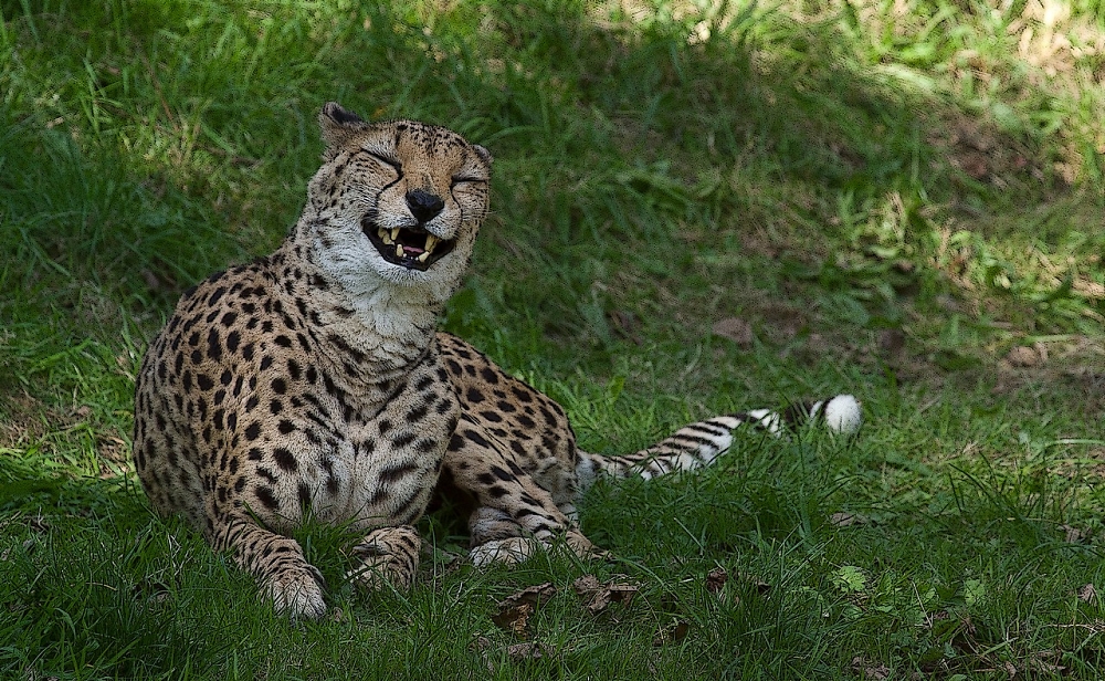 Happy Cheetah by michaelblue - Pentax User