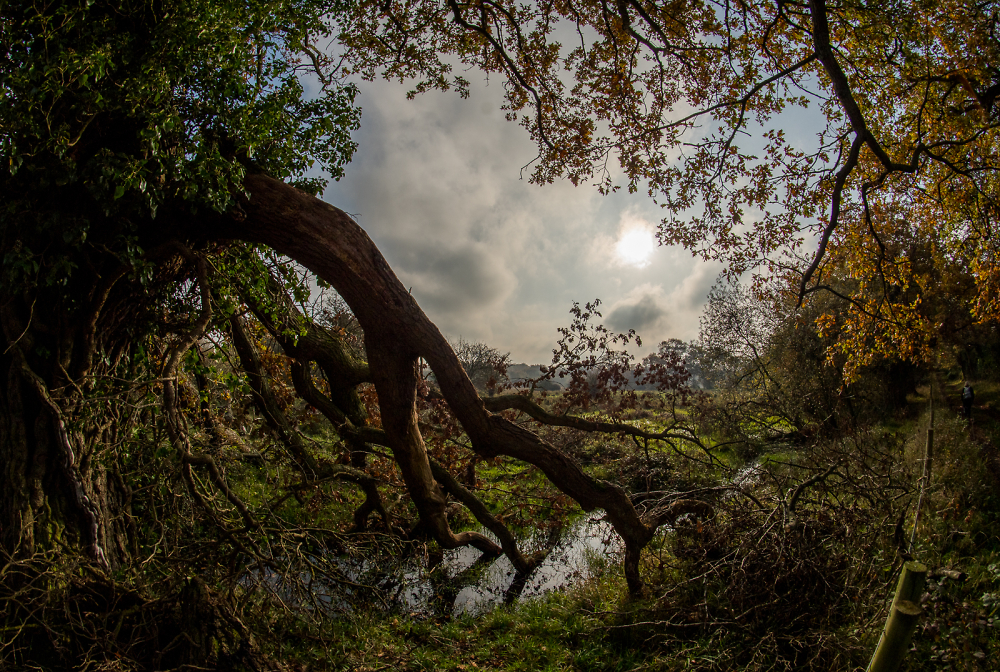 Forest Edge by Nigelk - Pentax User