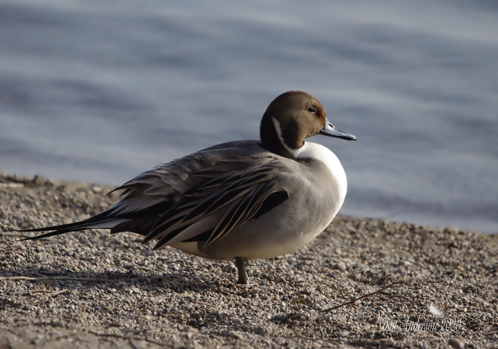 Northern Pintail by Photobuddy - Pentax User