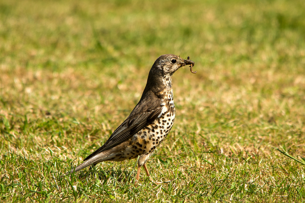 Mistle Thrush by davidrobinson - Pentax User