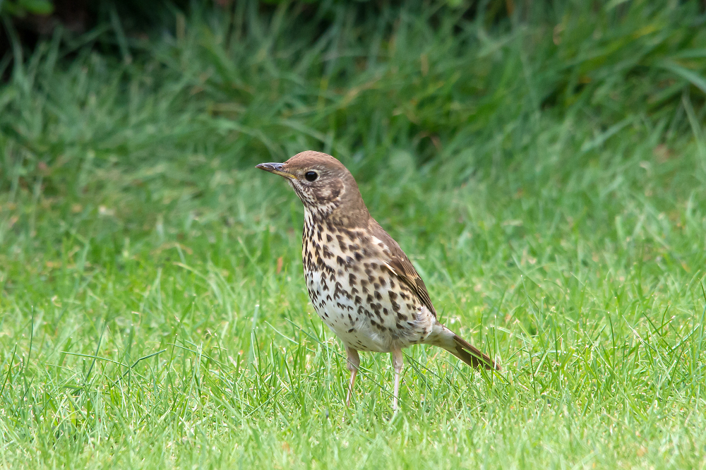 Song Thrush by davidrobinson - Pentax User
