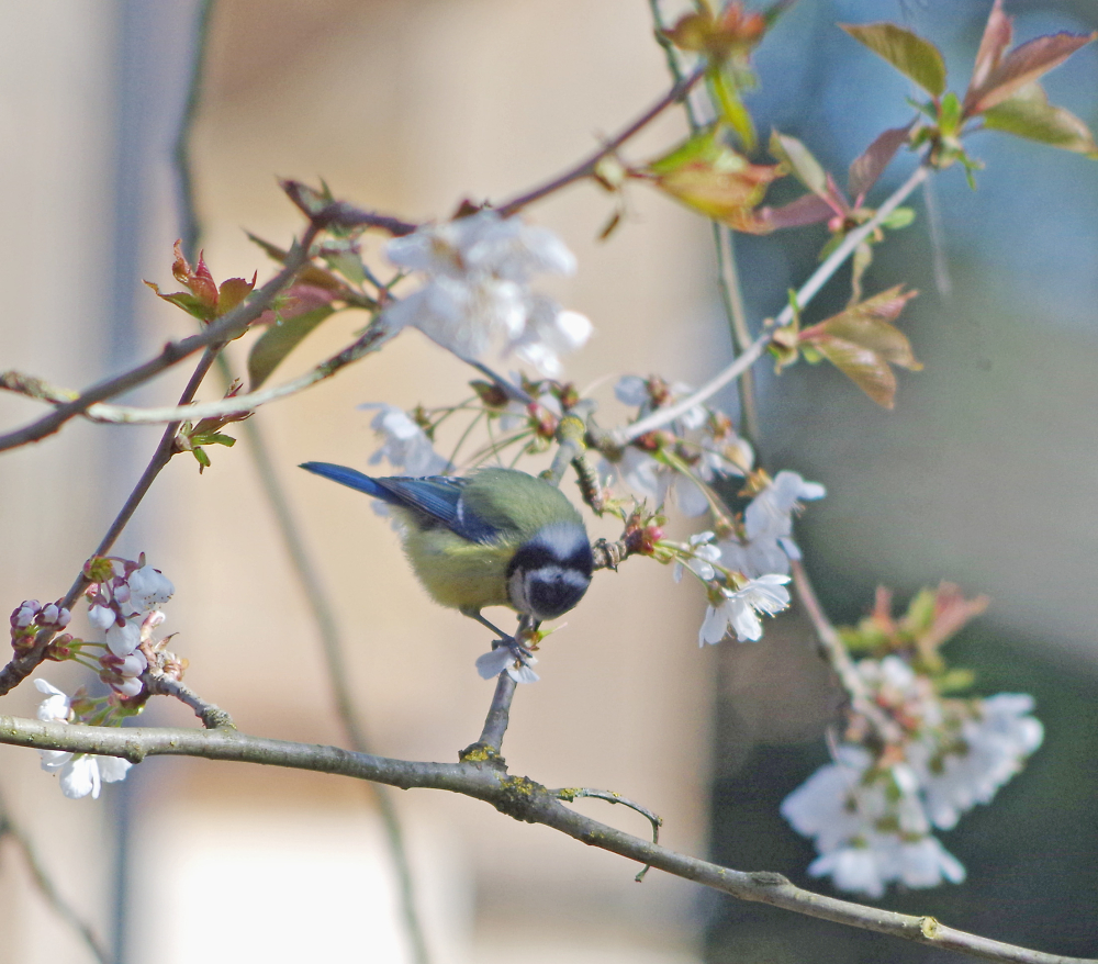 Bird's eye view by Perspicador - Pentax User