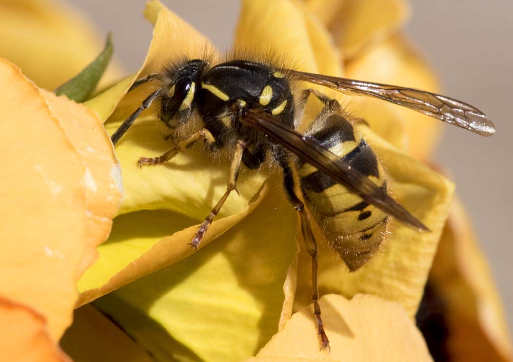 Critter by K10D - Pentax User