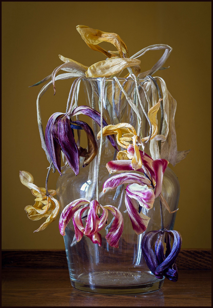 Bunch of dead tulips by Moonraker - Pentax User