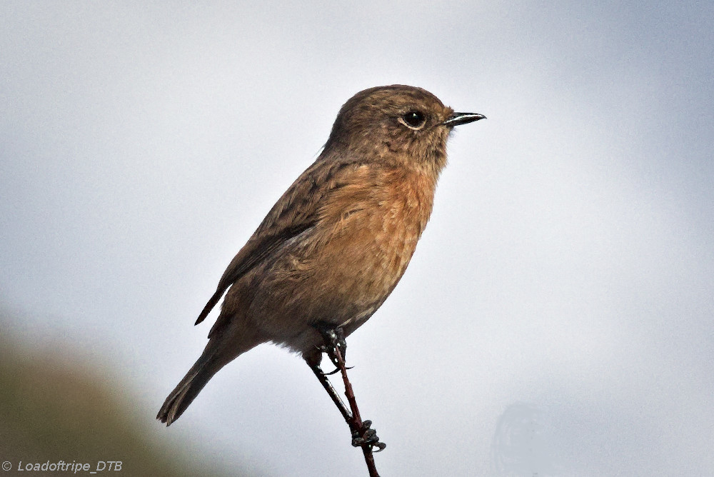 Female Stonechat by loadoftripe - Pentax User