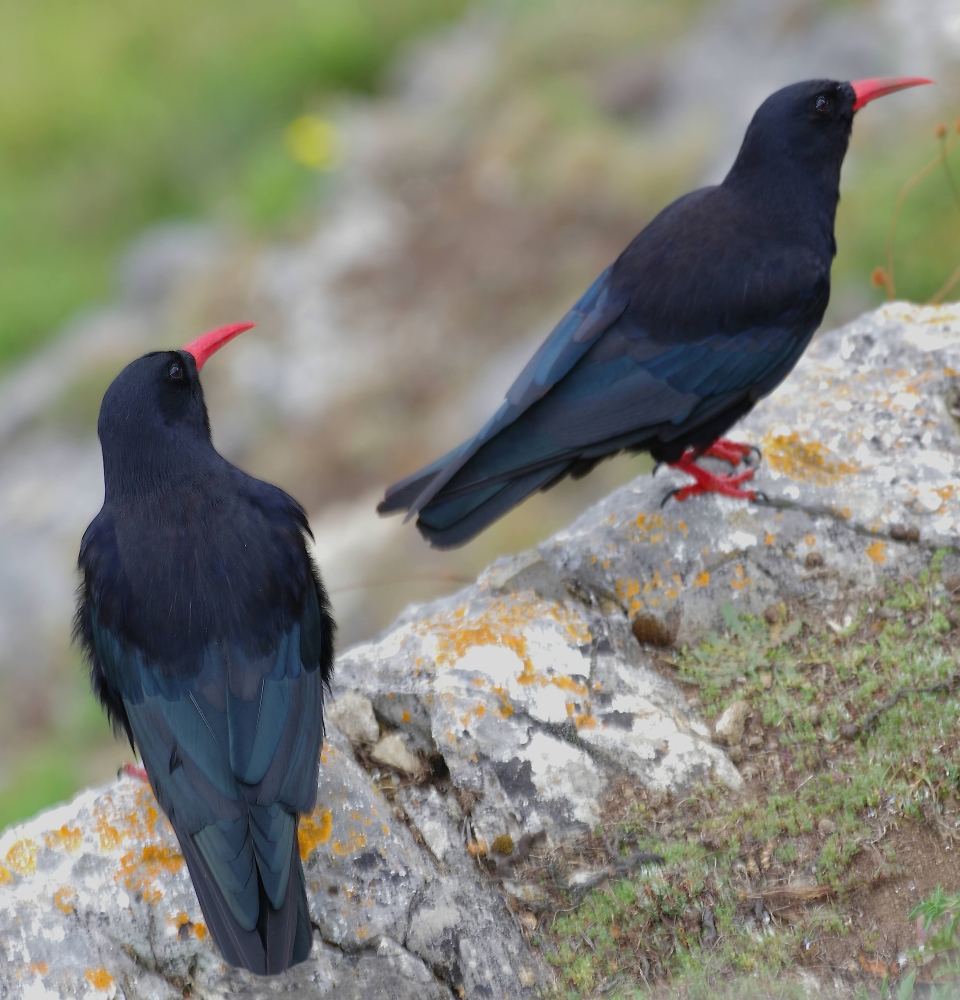 Choughs on Gower. - Female Chough and Juvenile