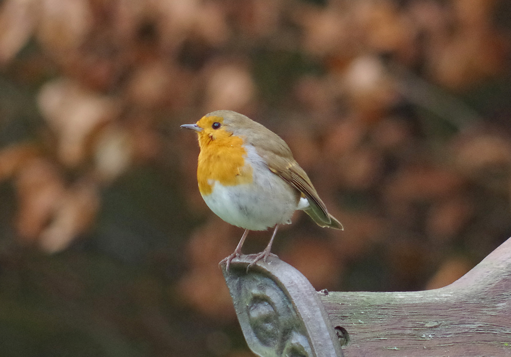 Winter Robin