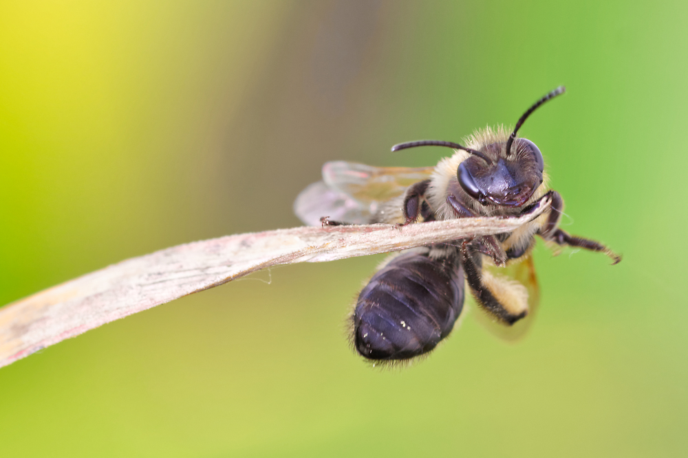 Balancing Bee