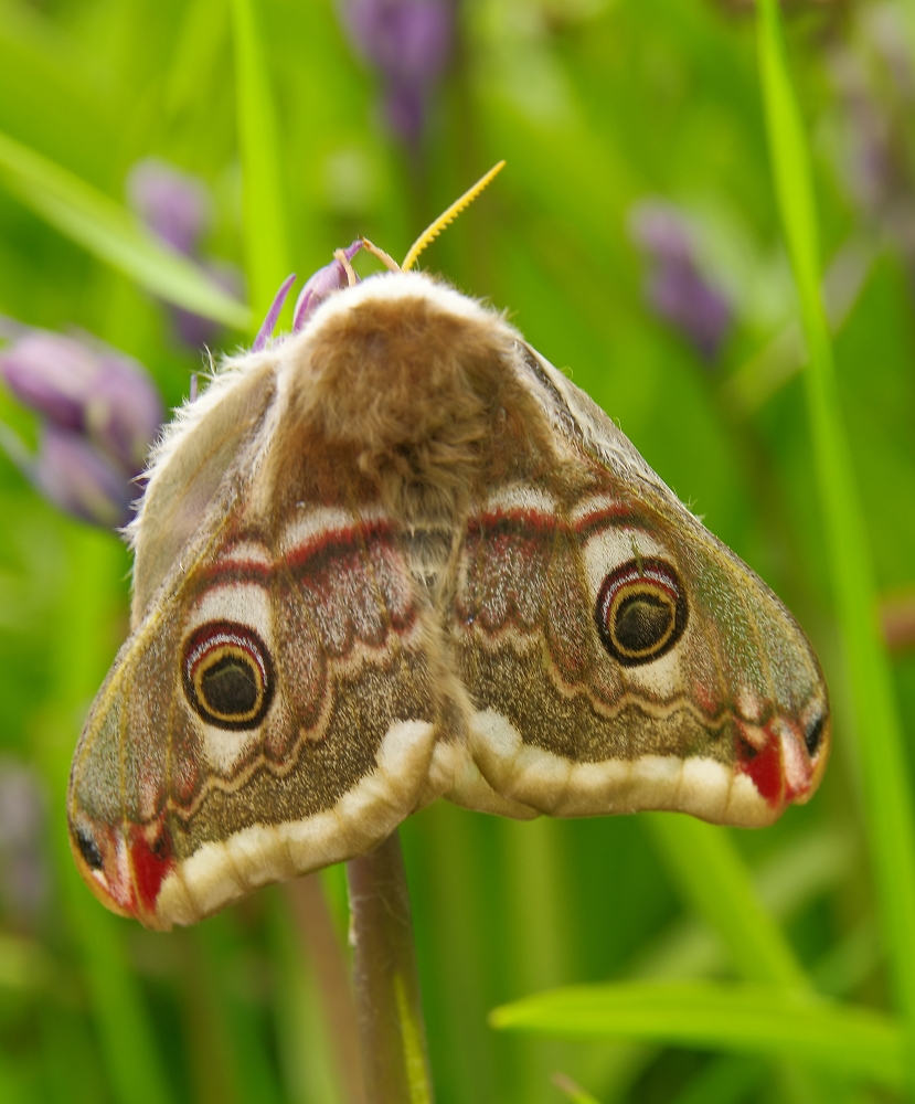 Emperor Moth by GedG - Pentax User