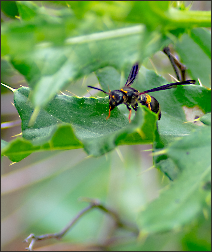 Ancistrocerus Campestris or the "Happy Face Wasp" by go4IT - Pentax User