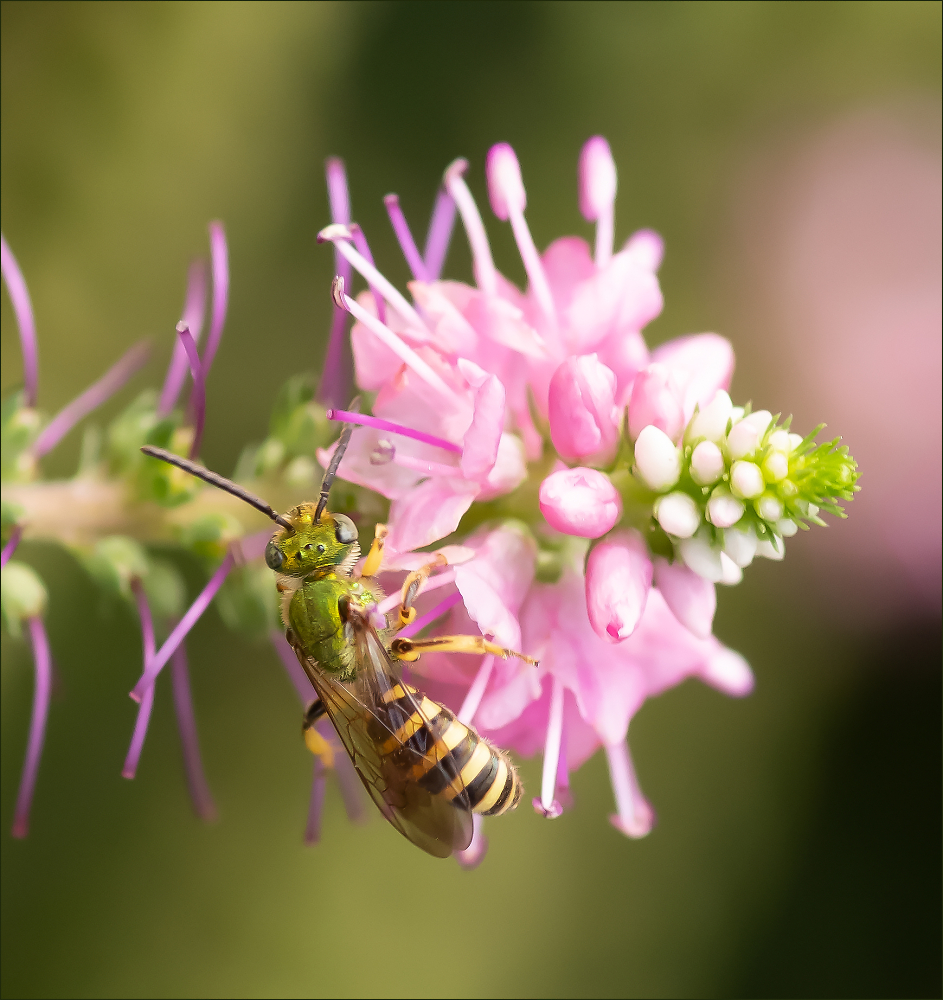 Bee-utiful by go4IT - Pentax User