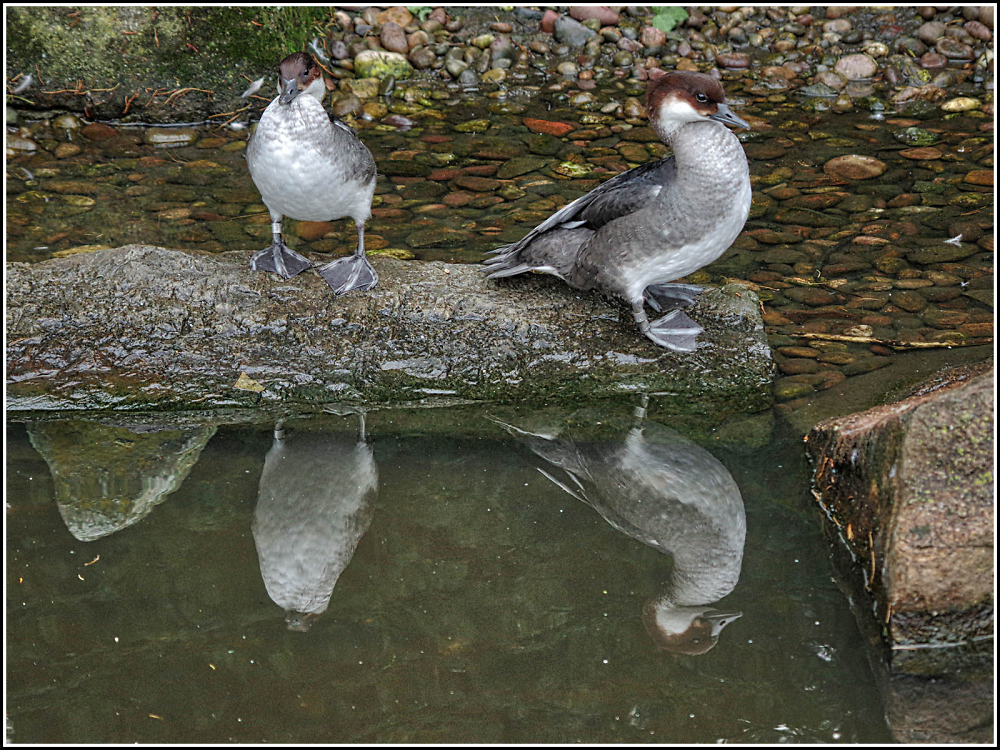 Duck Tiff by sueriley - Pentax User