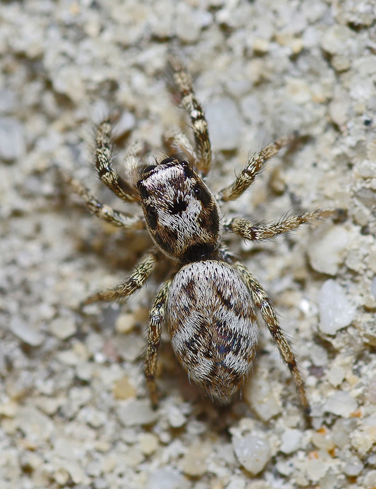 Salticus scenicus