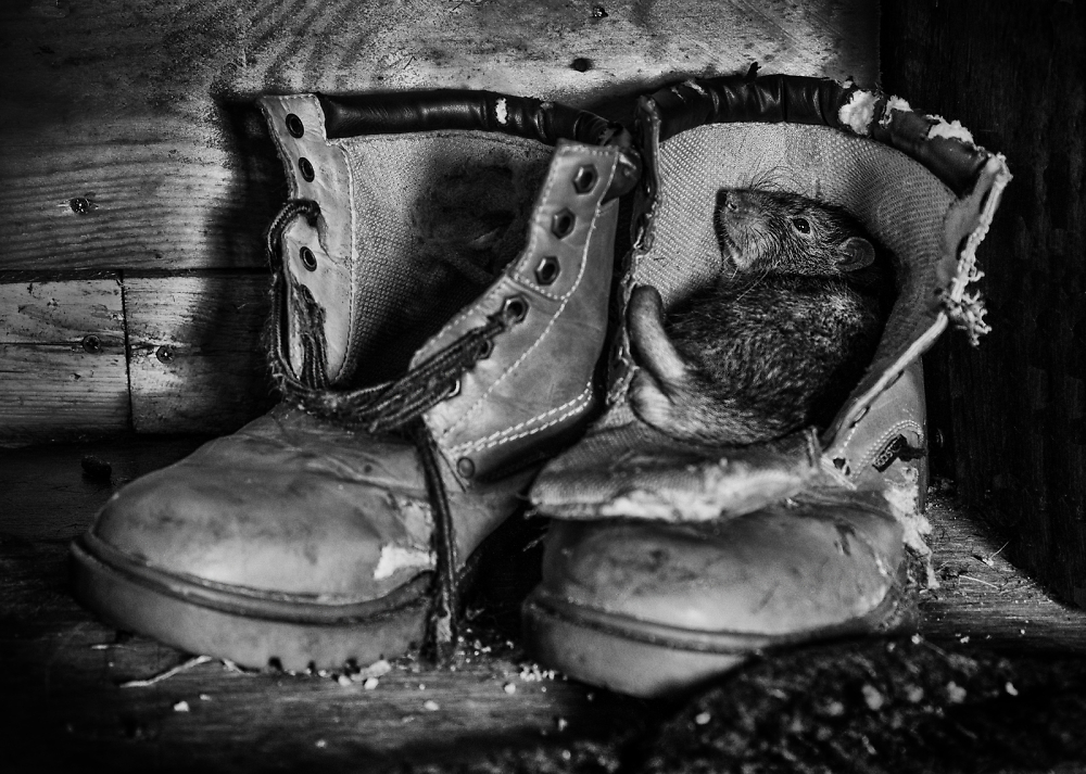 Rat in Boots by garethjmorgan - Pentax User