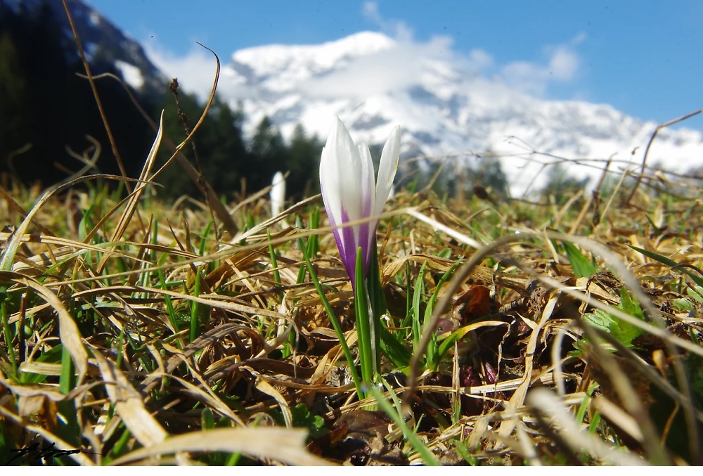 Is it Spring already by pipinmels - Pentax User