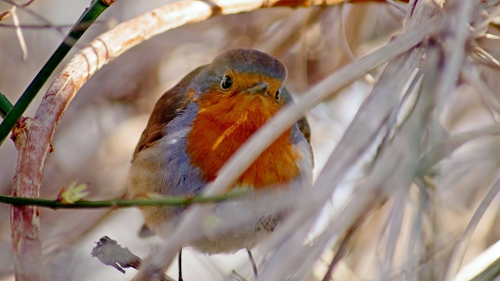 Mrs Robin is cross with me. by davidwozhere - Pentax User