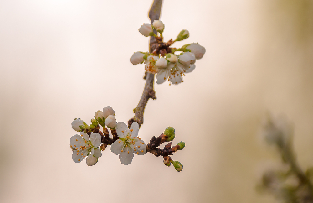 Spring Glow by LennyBloke - Pentax User