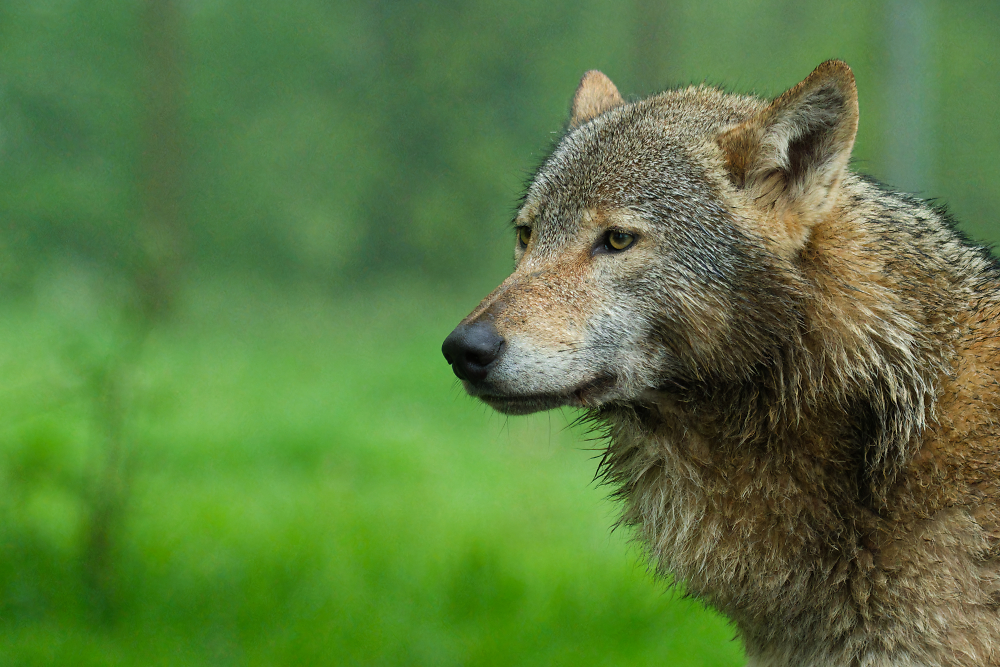 European Wolf by Weston246 - Pentax User