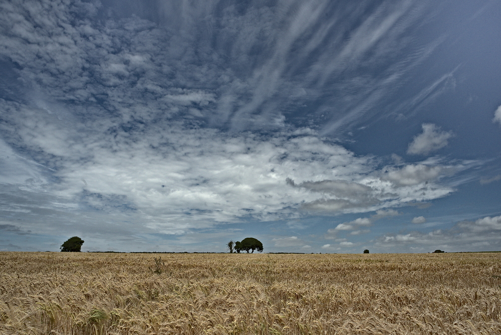 Barley Fields and Sky. by loadoftripe - Pentax User
