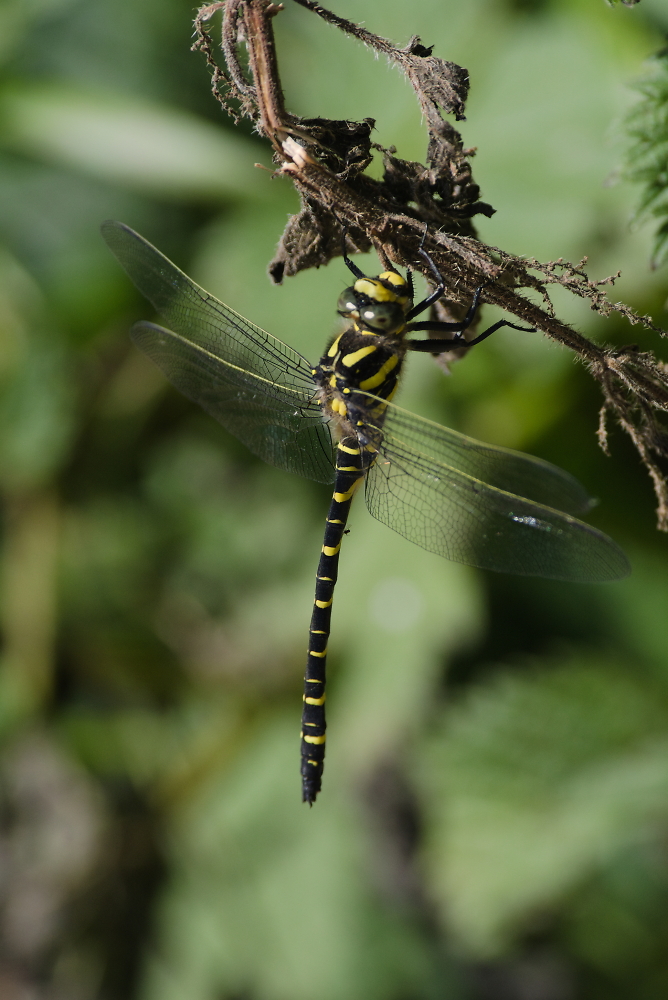 Golden Ringed Dragonfly by loadoftripe - Pentax User