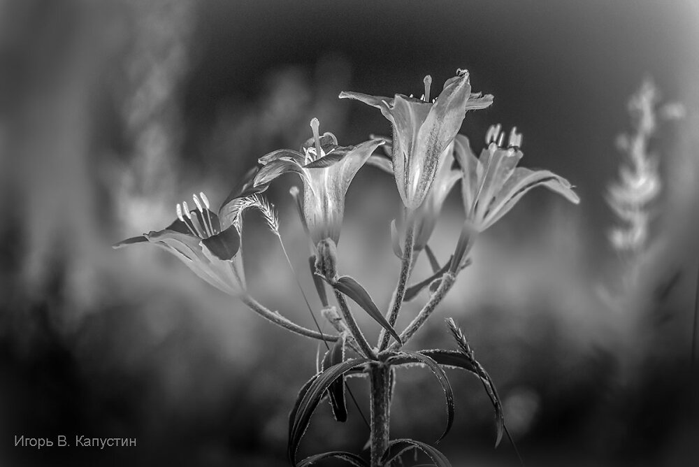 B&W Flowers - Awarded Photo of the Week - Pentax User