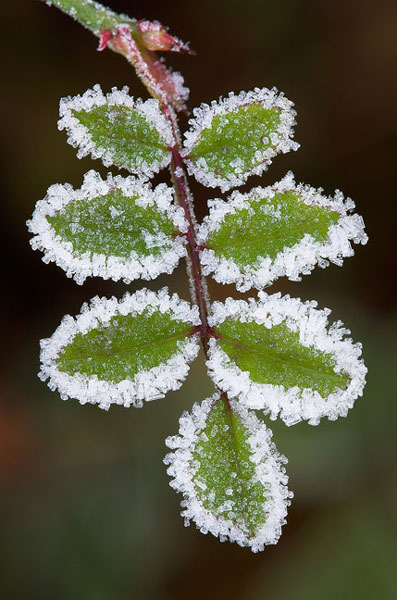 Frost Photography Tips - Pentax User