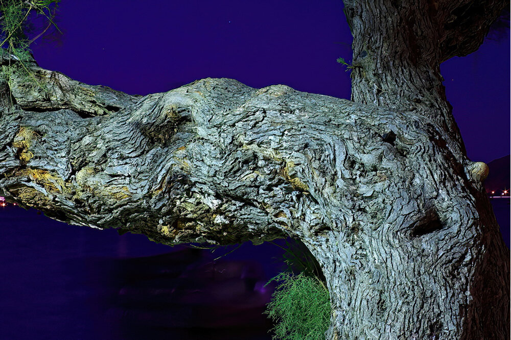 Tamarisk tree by moonlight. - Awarded Photo of the Week - Pentax User