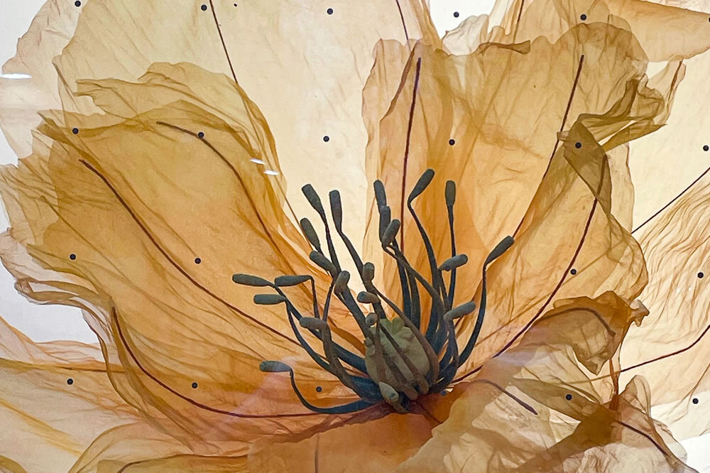 This flower neither blooms nor dies - Awarded Photo of the Week ...